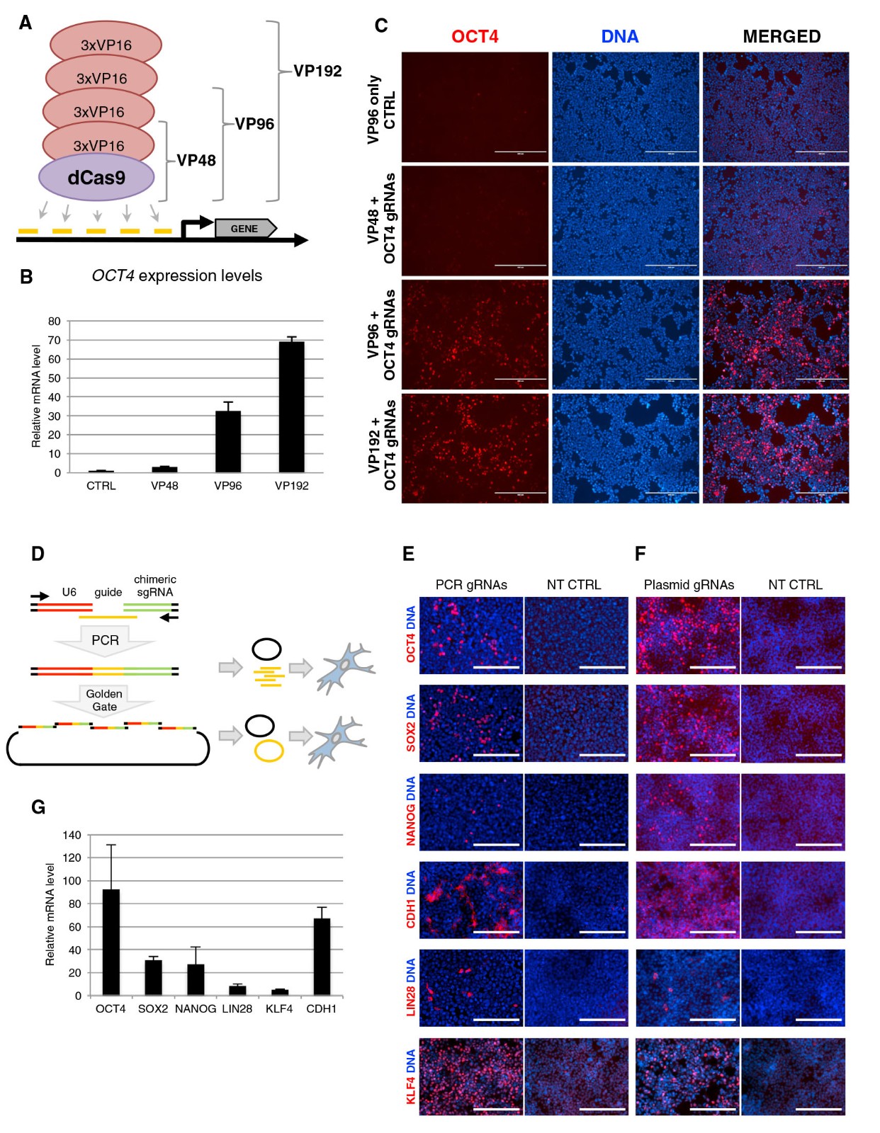 dcas9技术应用案例之一： 稳定的 dCas9 激活剂用于控制人类细胞重编程和分化中的基因表达 激活剂用于控制人类细胞重编程和分化中的基因 ...