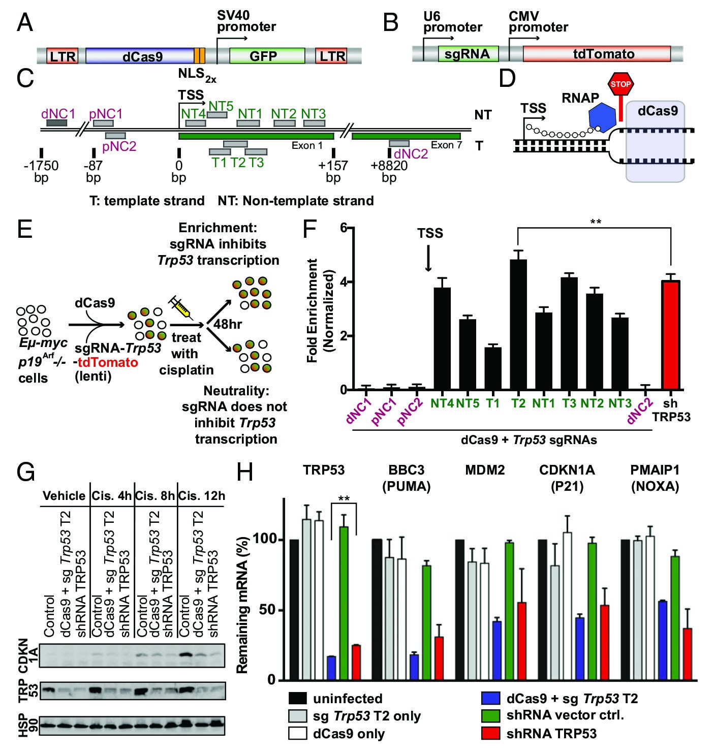 dCas9技术应用案例之二： dCas9 介导的转录微扰对肿瘤表型的多功能体内调节-dCase9应用案例-SCI文献赏析-广州赛诚生物科技有限 ...
