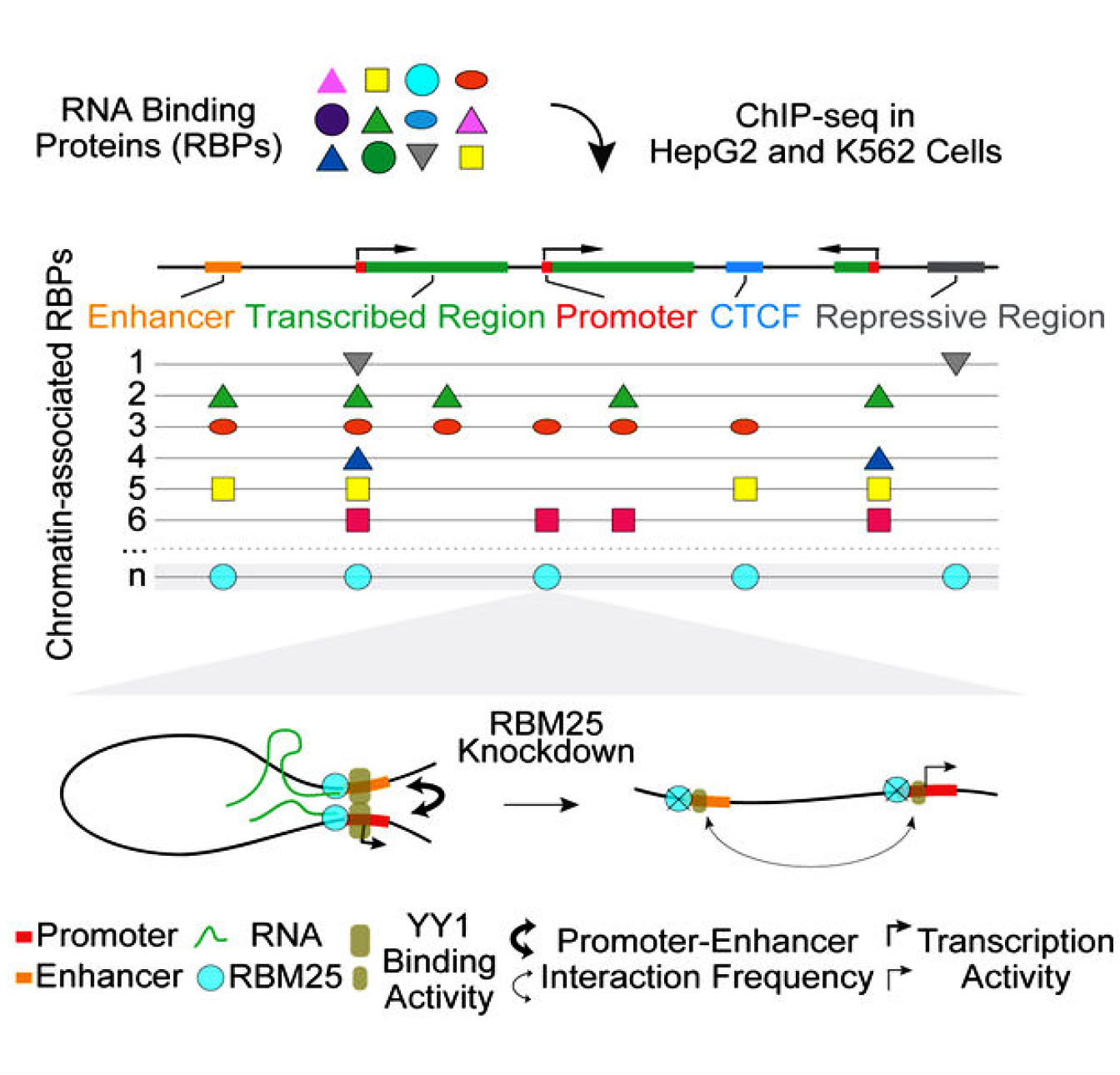核内RBP控制染色体活性和基因的转录-表观生信分析-SCI文献赏析-广州赛诚生物科技有限公司-服务于您的核心利益！