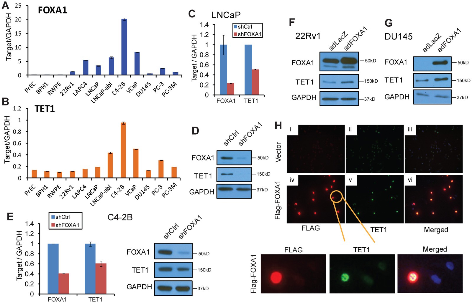 DNA甲基化文献赏析之一： TET1介导FOXA1依赖性增强子的活跃表观遗传修饰-DNA甲基化修饰-SCI文献赏析-广州赛诚生物科技有限公司 ...