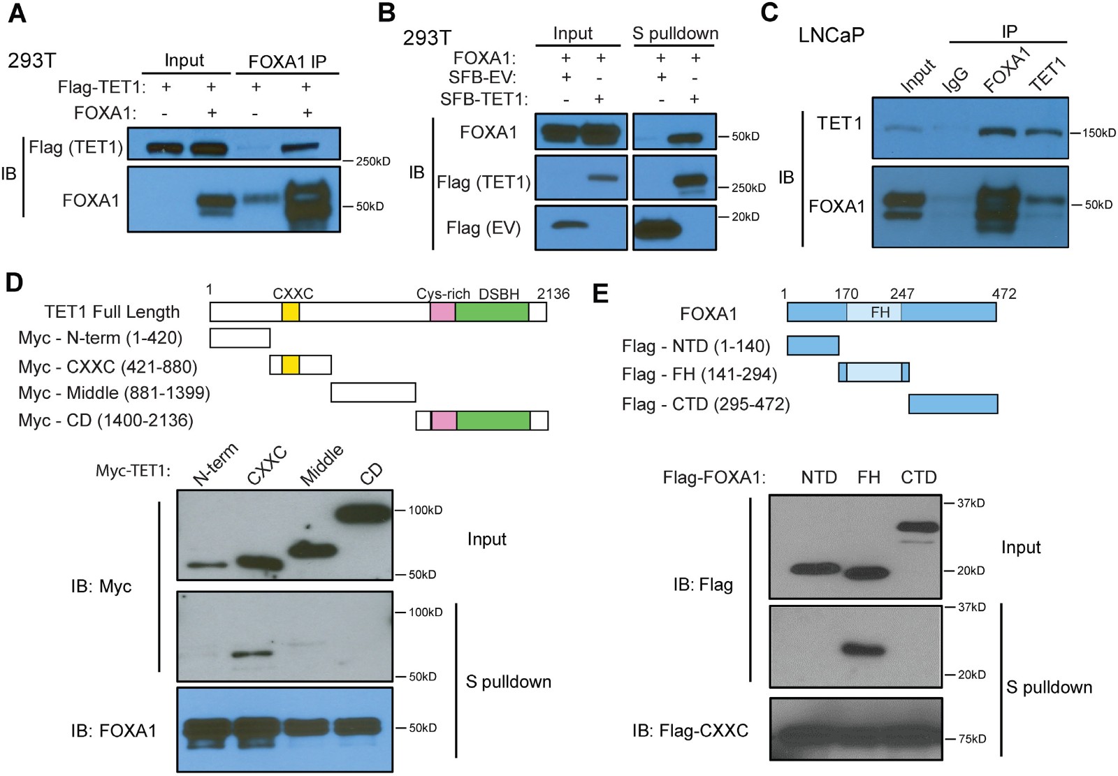 DNA甲基化文献赏析之一： TET1介导FOXA1依赖性增强子的活跃表观遗传修饰-DNA甲基化修饰-SCI文献赏析-广州赛诚生物科技有限公司 ...